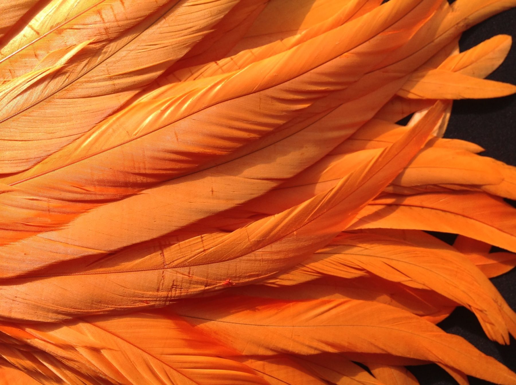 Bright Orange Rooster Feathers Long - Delicia Feathers